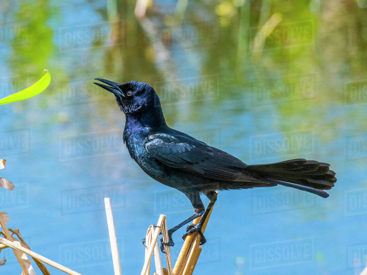 USA, Florida, Sarasota, Boat-tailed Grackle - Royalty-free Stock Photo ...