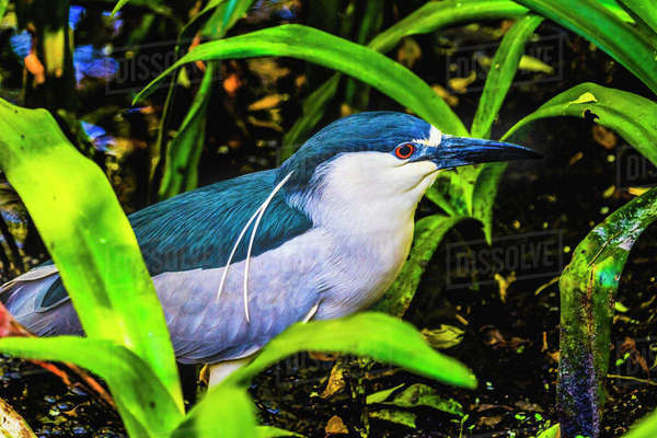 Colorful black crowned night heron fishing, Florida. - Royalty-free ...