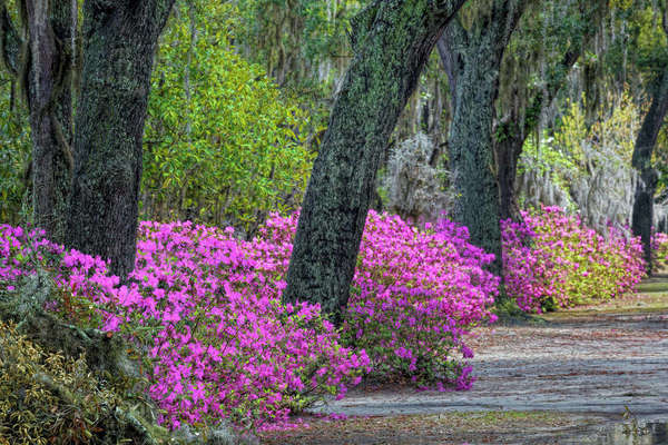 Rural road with azaleas and live oaks lining roadway, Bonaventure ...