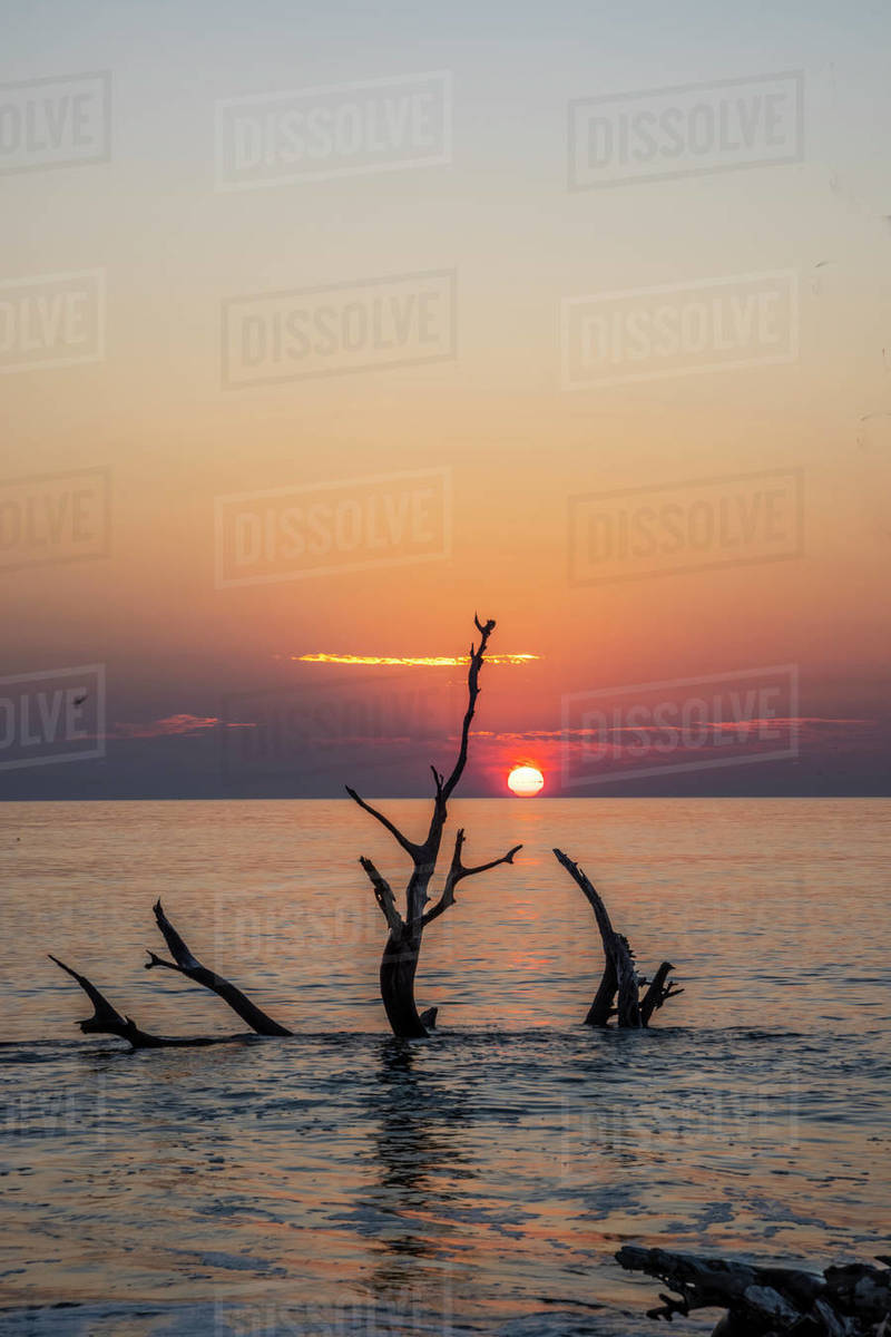 USA, Georgia, Jekyll Island, Sunrise on Driftwood Beach of petrified ...
