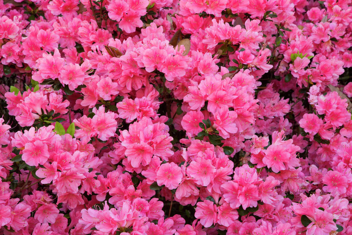 USA, Georgia, Savannah. Azaleas in bloom - Stock Photo - Dissolve