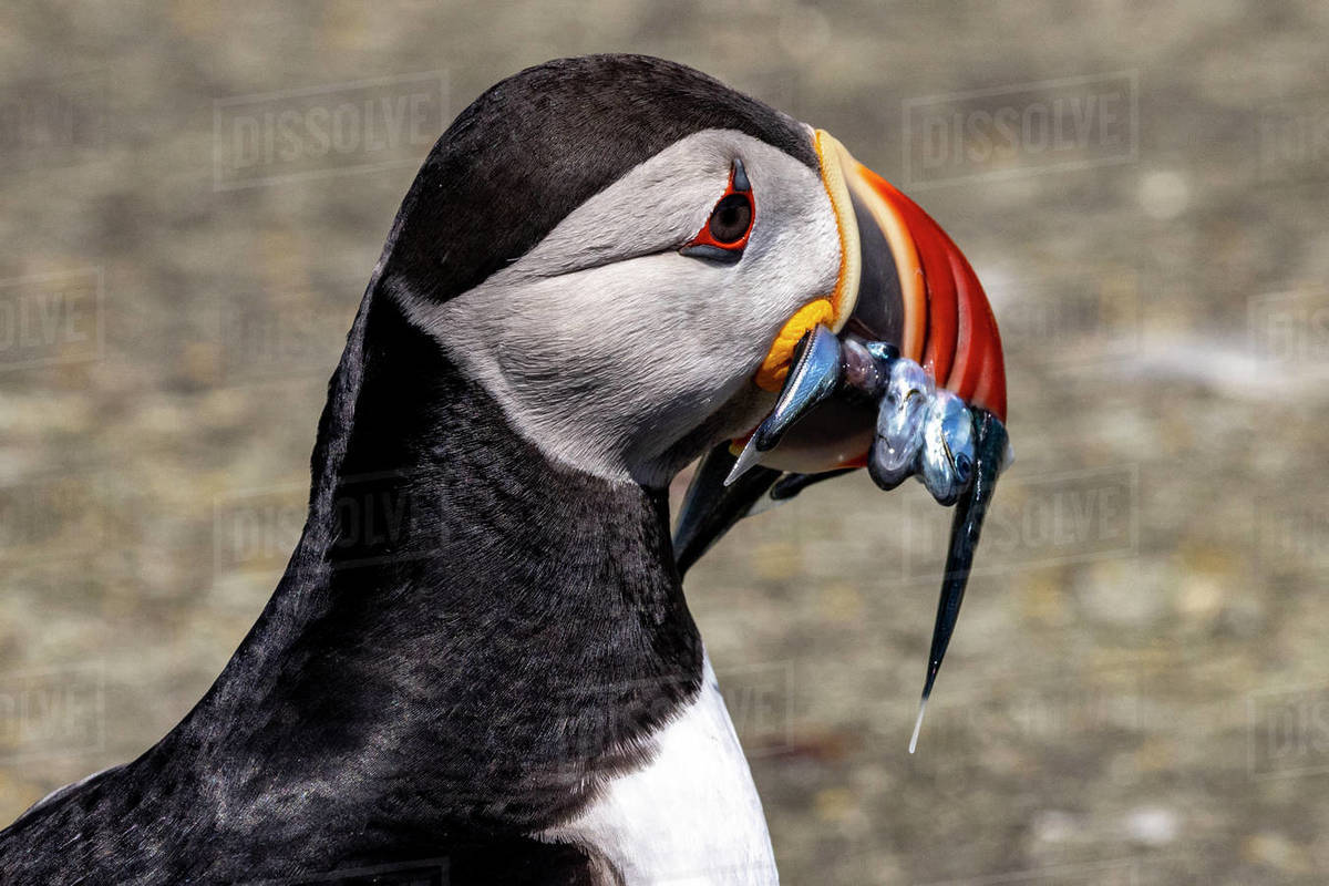 Atlantic Puffin with fish on Machias Seal island, Maine, USA - Royalty ...