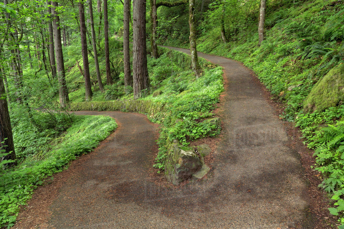 Paved pathway through forest, Columbia River Gorge, Oregon - Stock ...