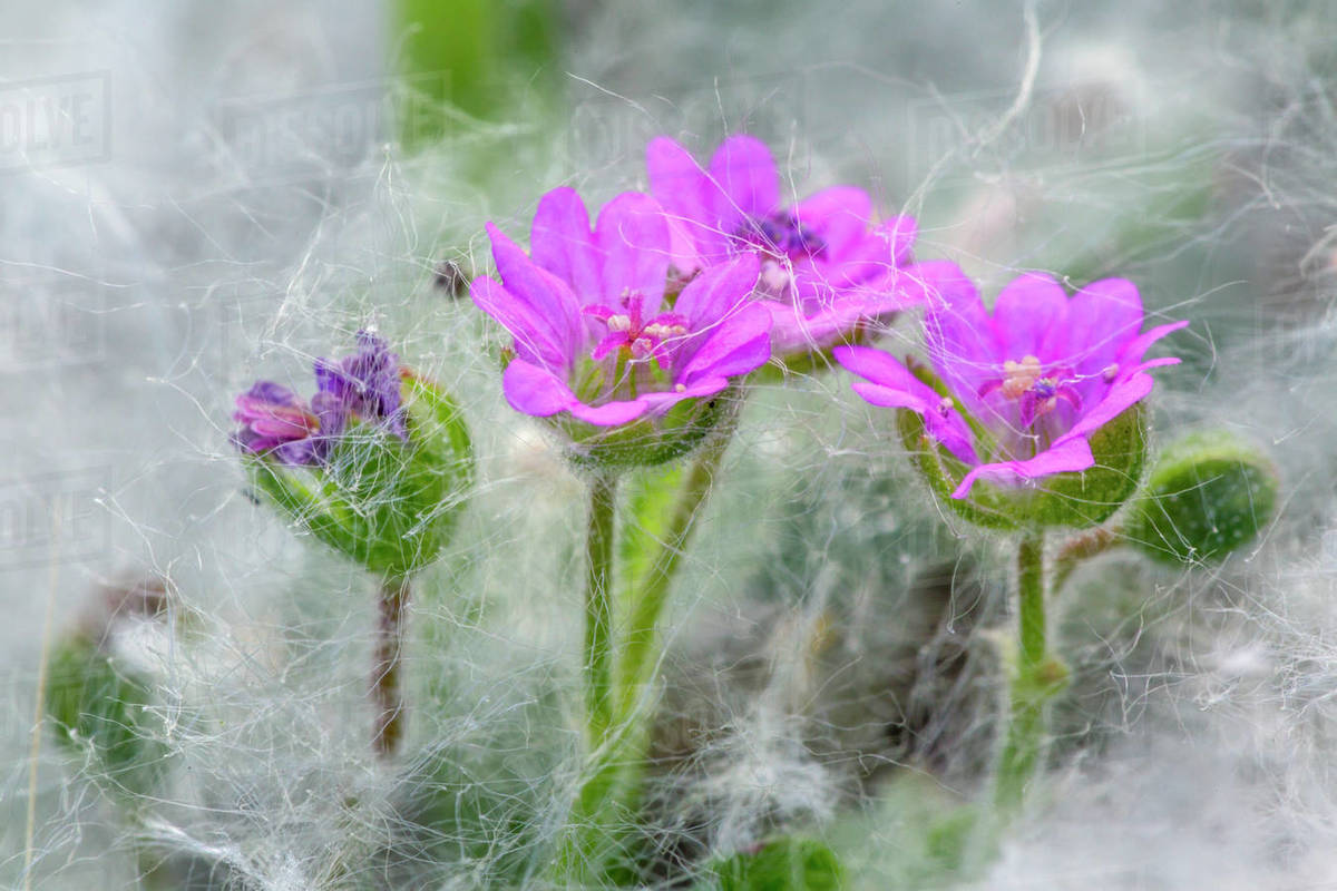 Dove's Foot Geranium, Geranium molle, Columbia River Gorge, Oregon ...