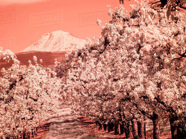USA, Oregon, Columbia Gorge. Infrared of Spring orchards and Mount ...