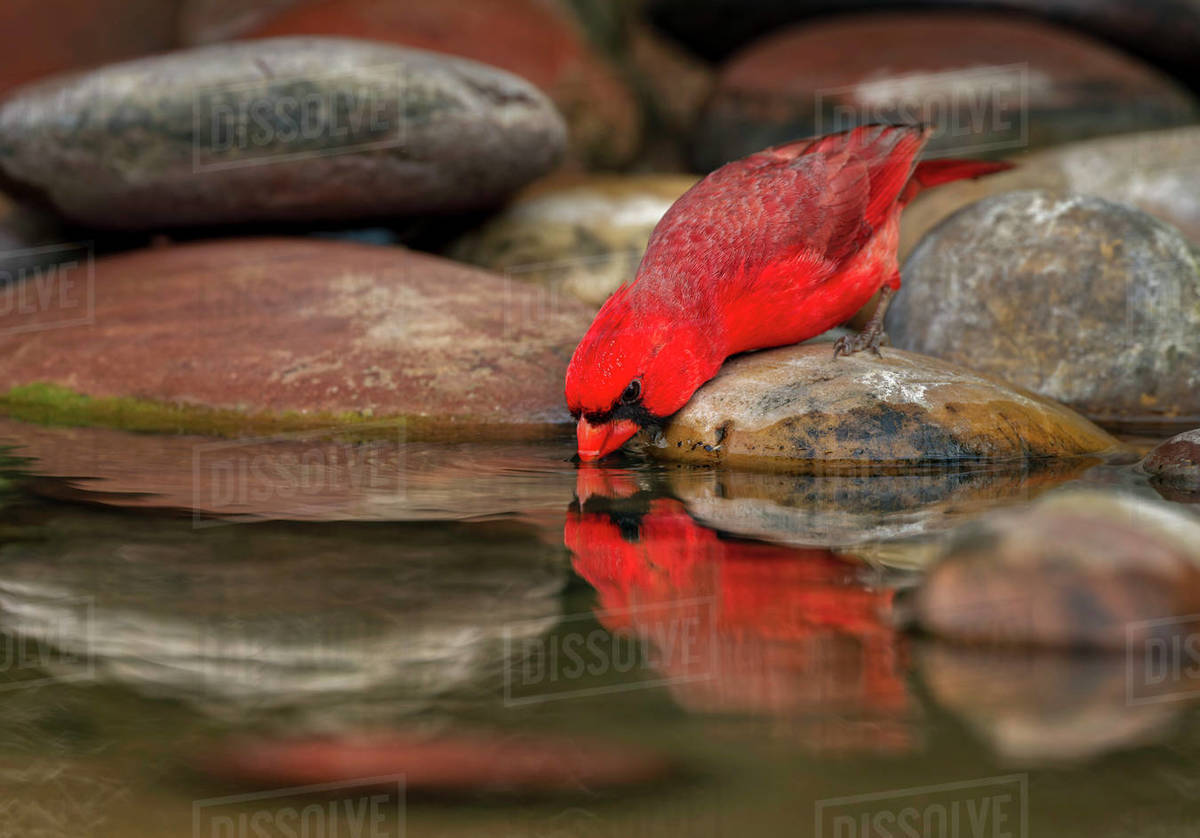 Male Northern Cardinal drinking from small pond in desert. Rio Grande ...