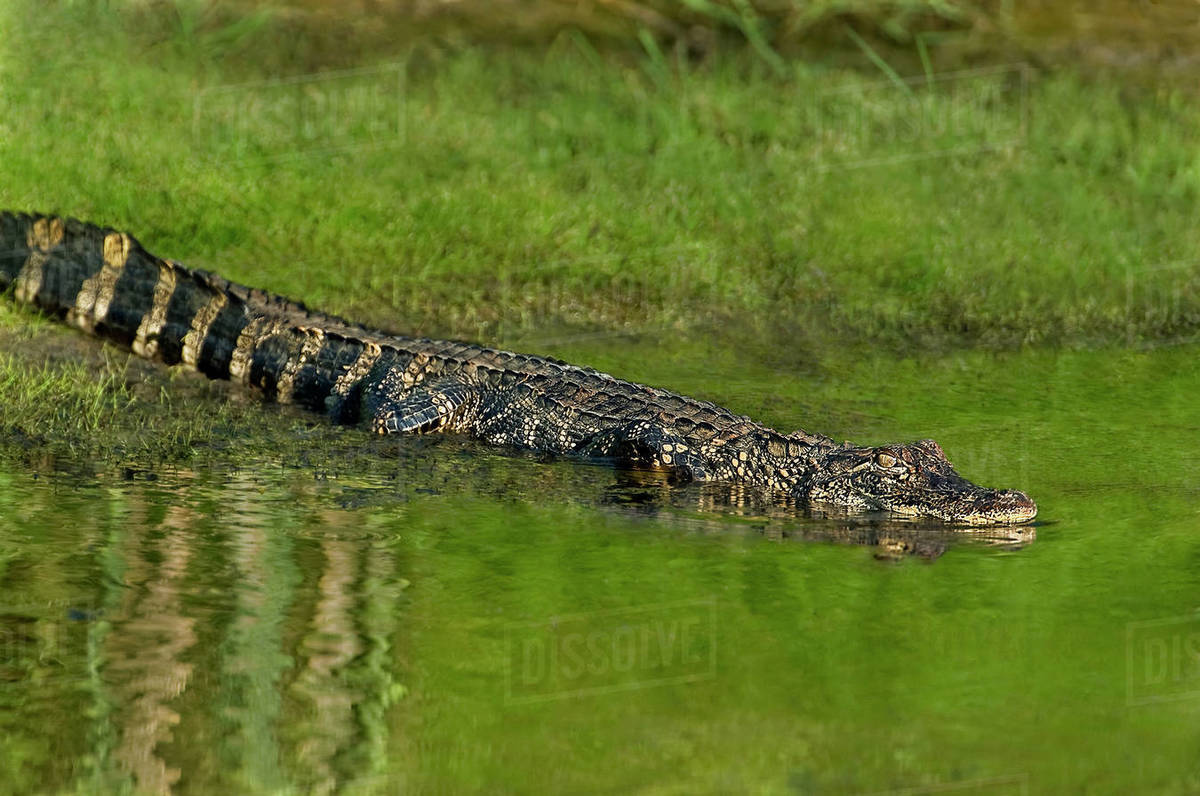 USA, Texas, Anahuac National Wildlife Refuge. Juvenile American ...