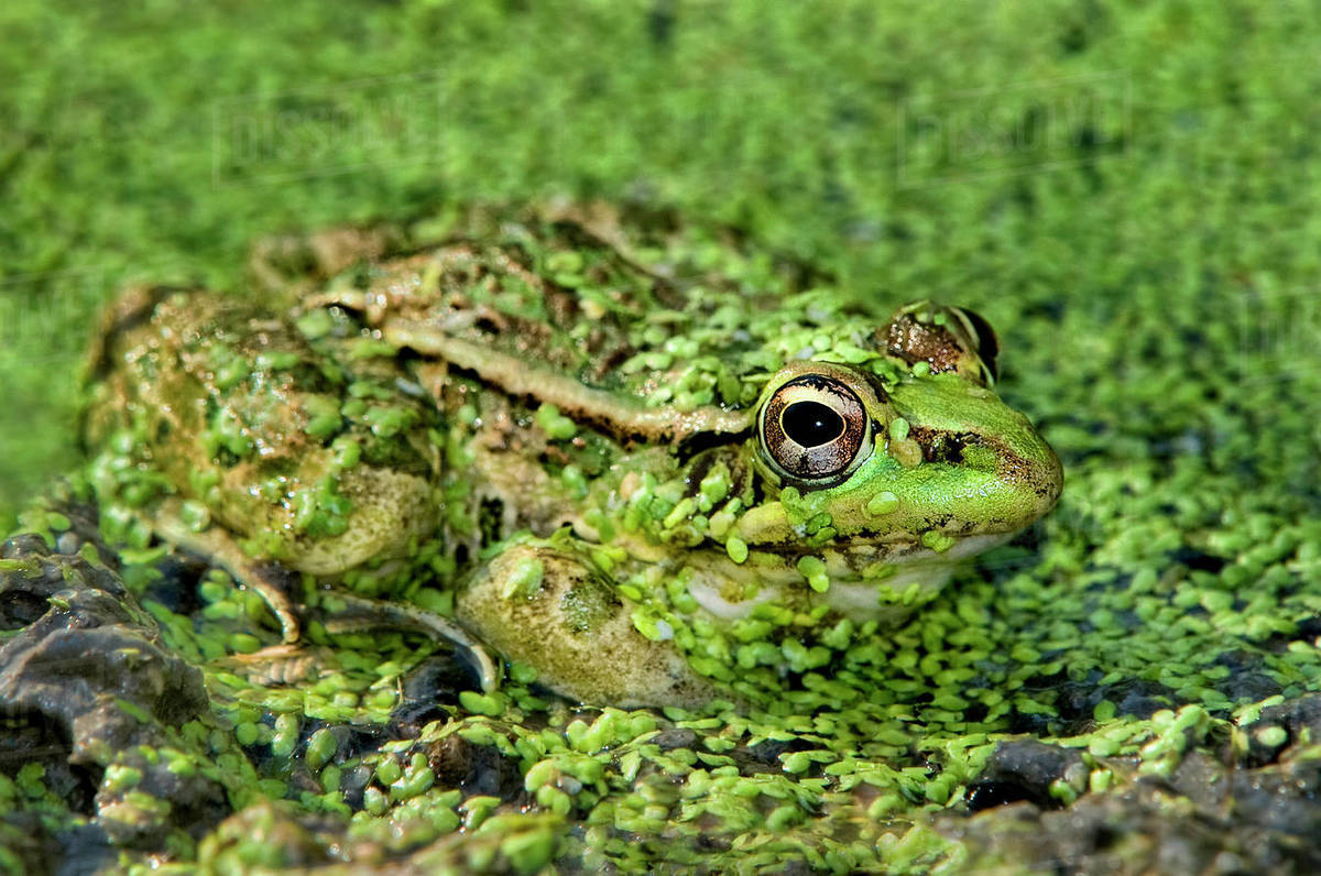 USA, Texas, Santa Clara Ranch. Leopard frog in duckweed-filled pond ...