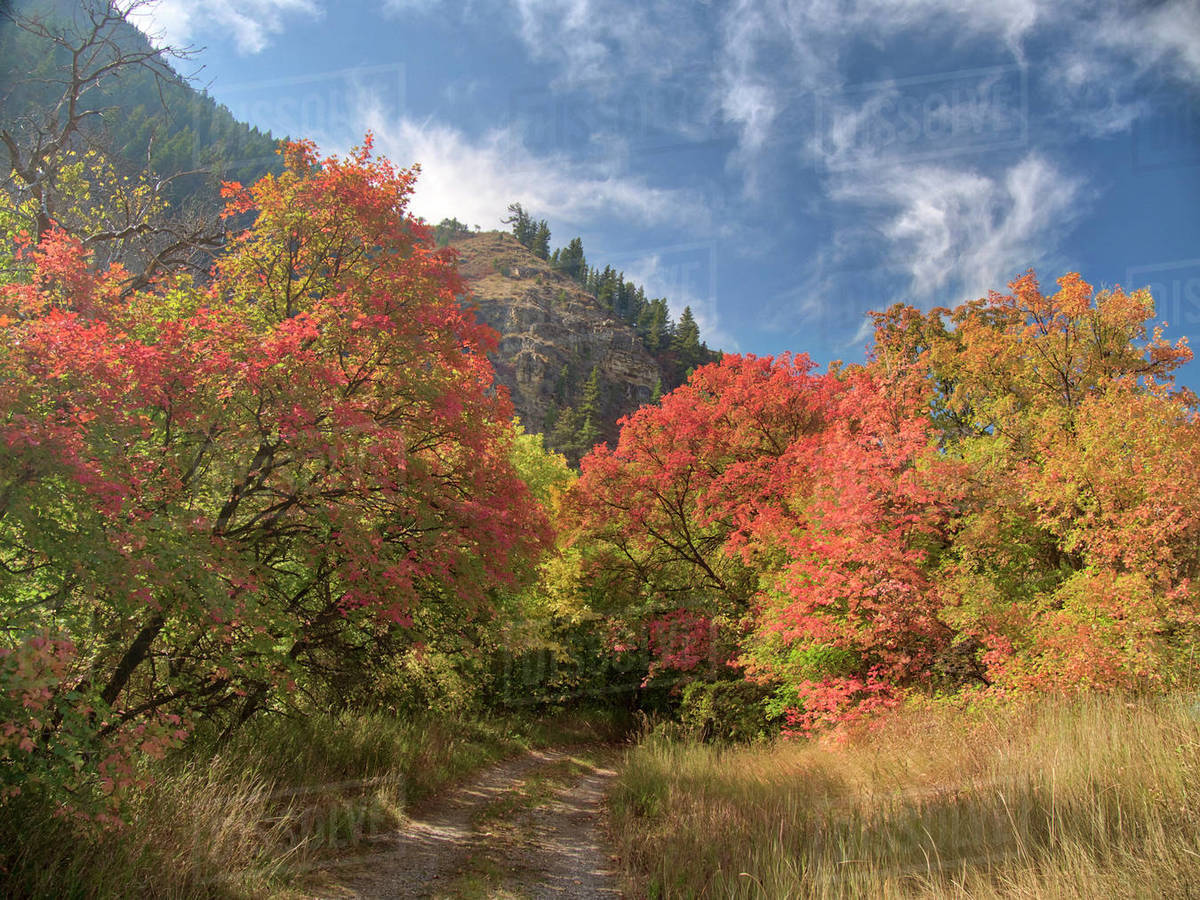 USA, Utah. Fall color with aspens along Logan Canyon. - Stock Photo ...
