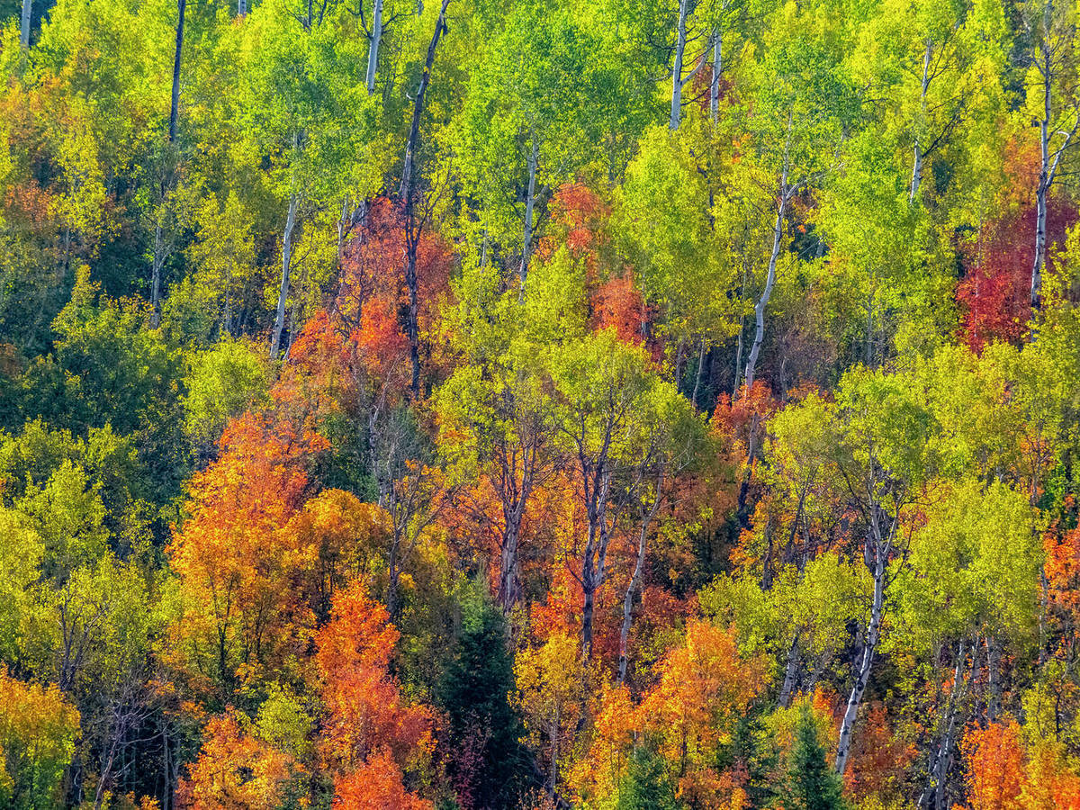 USA, Utah, east of Logan on highway 89 fall color Canyon Maple and ...