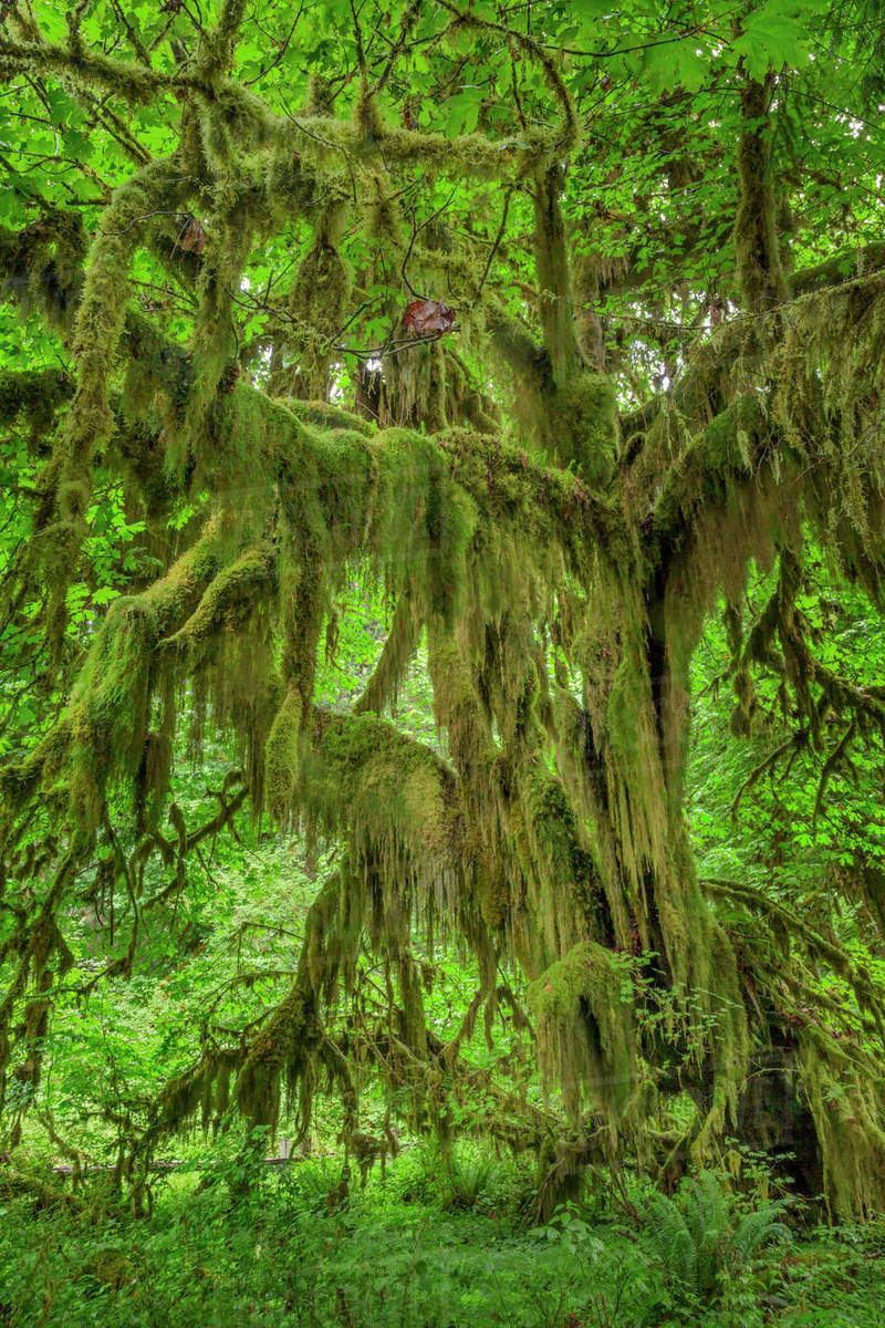 Big Leaf Maple tree draped with Club Moss, Hoh Rainforest, Olympic ...