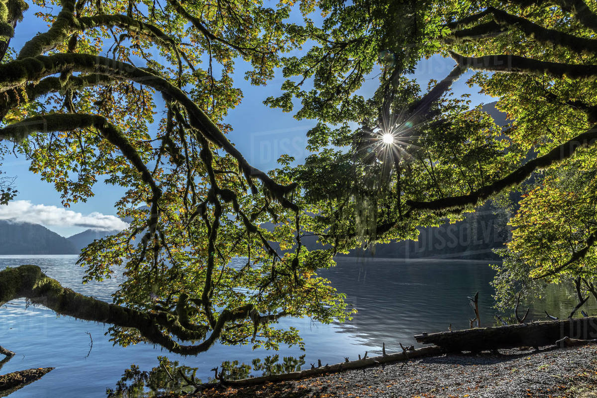 USA, Washington State, Olympic National Park. Alder tree branches ...