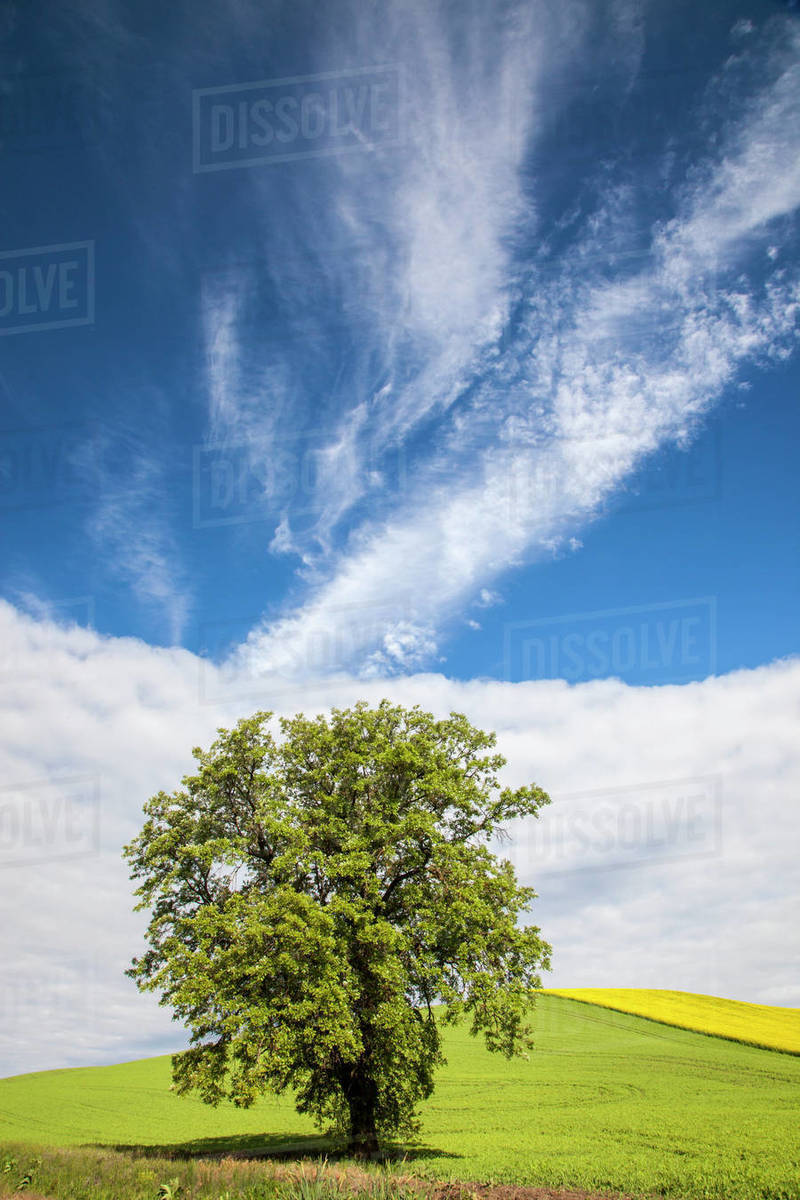 USA, Washington State, Palouse. Lone tree in a field of wheat with ...