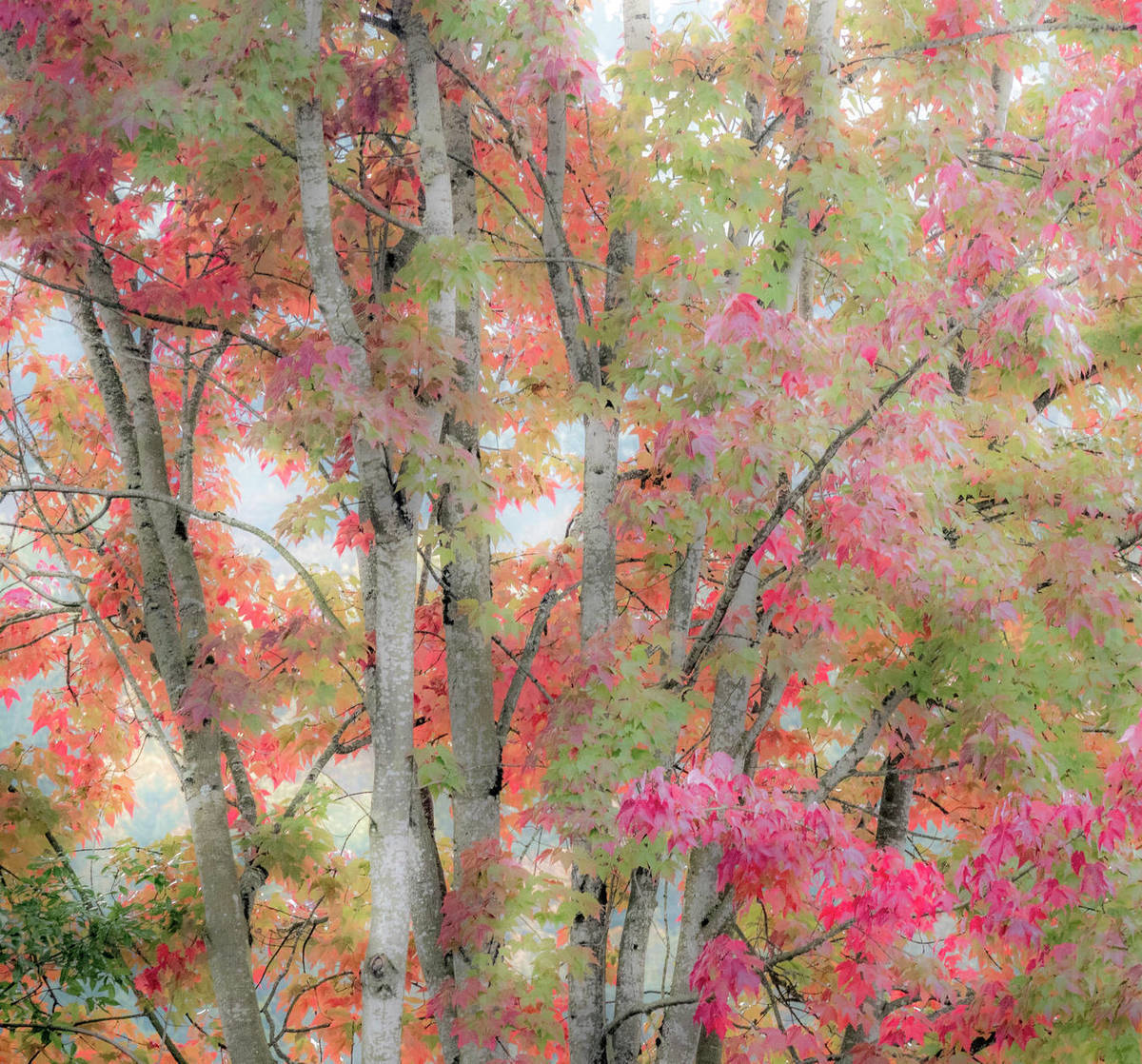 USA, Washington State, Issaquah with fall colored Maple trees along ...