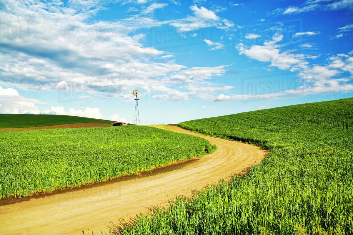 Winding backroad through Spring wheat fields, USA, Washington State ...