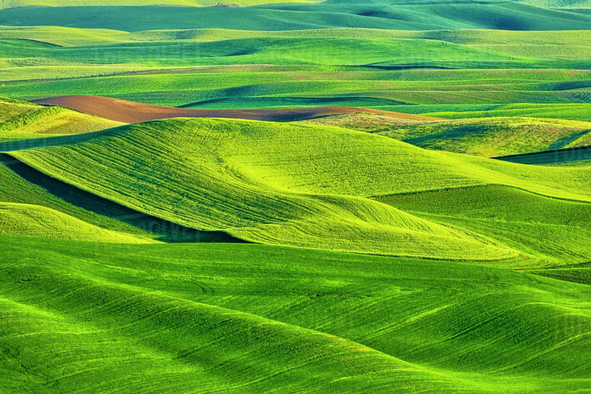 USA, Washington State, Palouse Region, Patterns in the fields of fresh ...