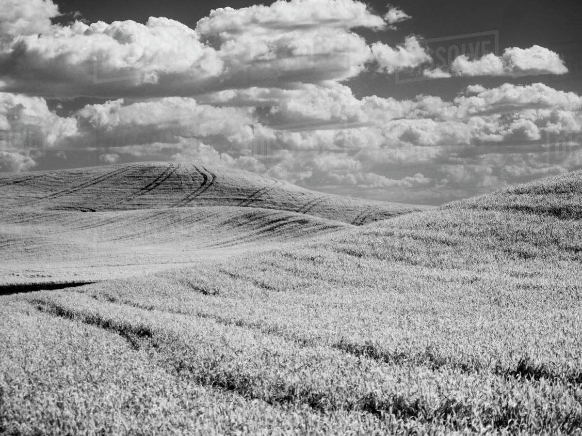 USA, Washington State, Palouse. Crops growing on the rolling hills of ...