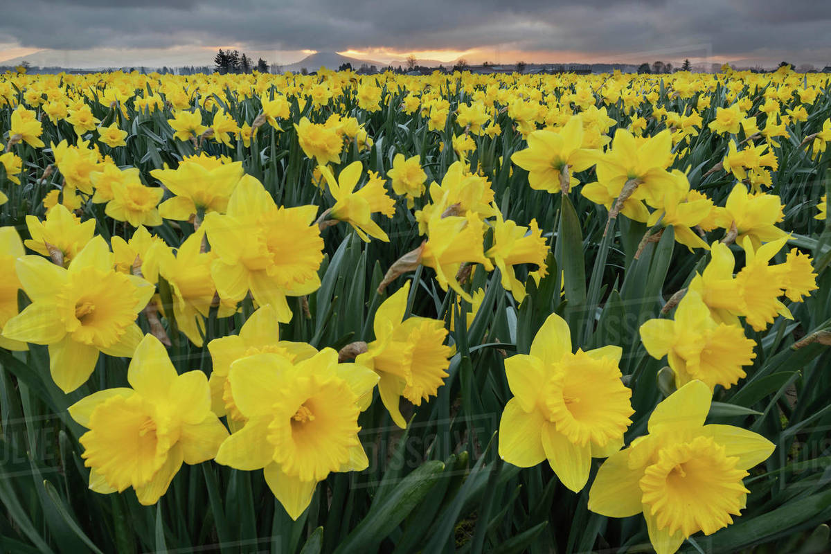 Skagit Valley daffodils - Royalty-free Stock Photo | Dissolve