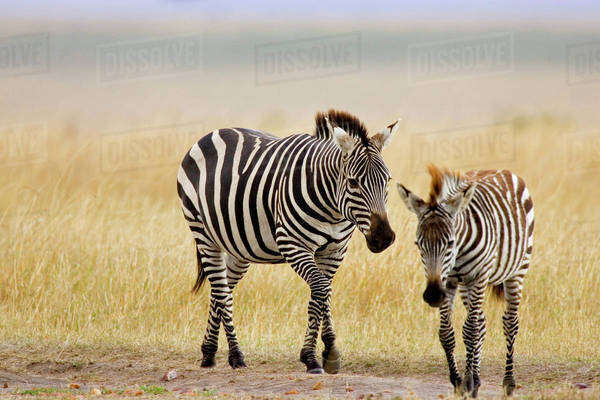 A zebra with a juvenile zebra strolling on the Maasai Mara. - Royalty ...