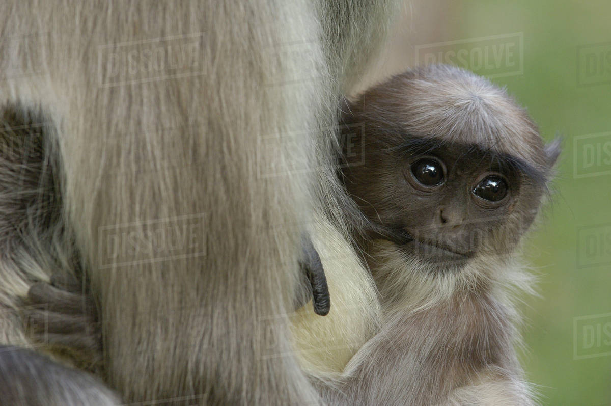 Hanuman Langurs or Black-faced, Common or Grey Langur (Presbytis ...
