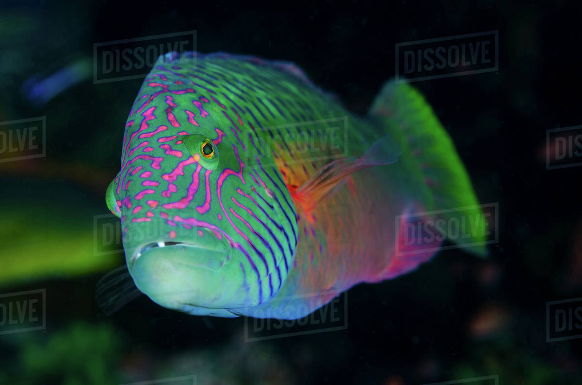 Indonesia, Komodo National Park. Close-up of colorful wrasse fish ...