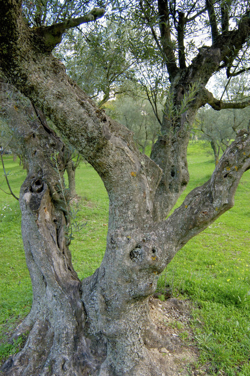 France, St. Remy de Provence, olive tree at St.-Paul-de-Mausole ...
