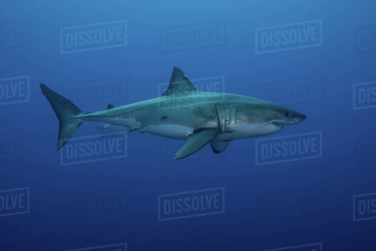 Underwater side view of great shark, Guadalupe Island, Mexico - Royalty ...