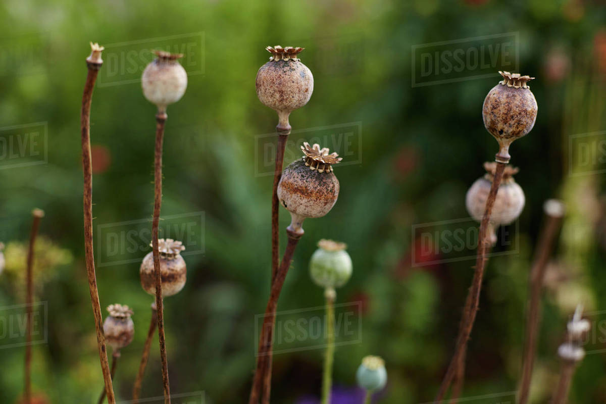 Poppy seed pods, close-up, Cork, Ireland - Stock Photo - Dissolve