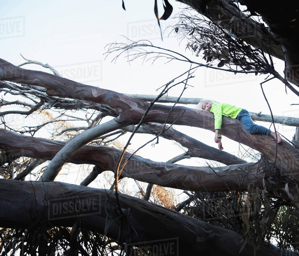 Boy lying in tree sleeping - Stock Photo - Dissolve