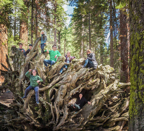 Group of people climbing on large tree roots, Sequoia National Park ...
