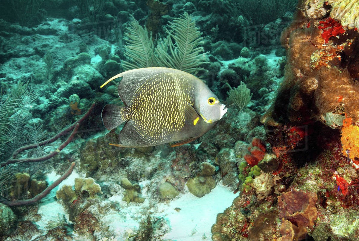 Angelfish swimming at underwater reef - Royalty-free Stock Photo | Dissolve