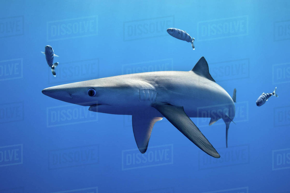 Shark and fish swimming underwater - Royalty-free Stock Photo | Dissolve