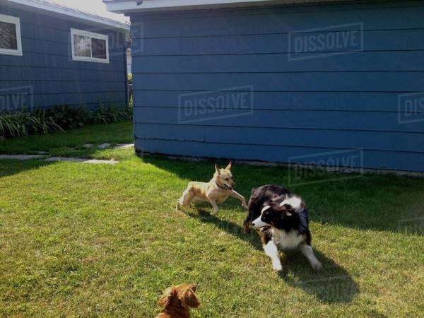 Three dogs chasing each other on grass - Royalty-free Stock Photo ...