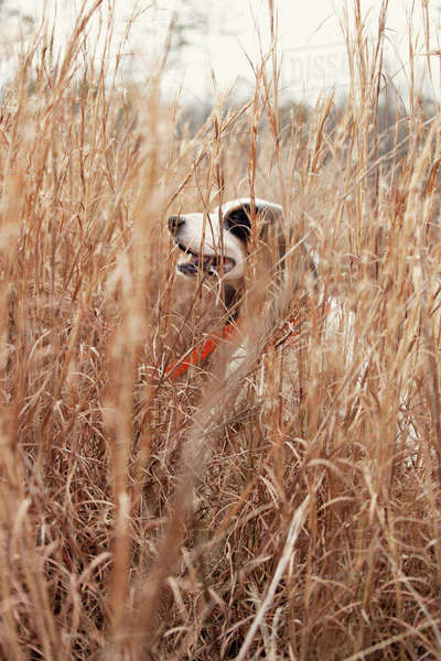 English pointer in brush - Royalty-free Stock Photo | Dissolve