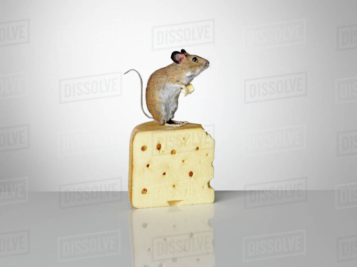 Mouse standing on a piece of cheese - Royalty-free Stock Photo | Dissolve