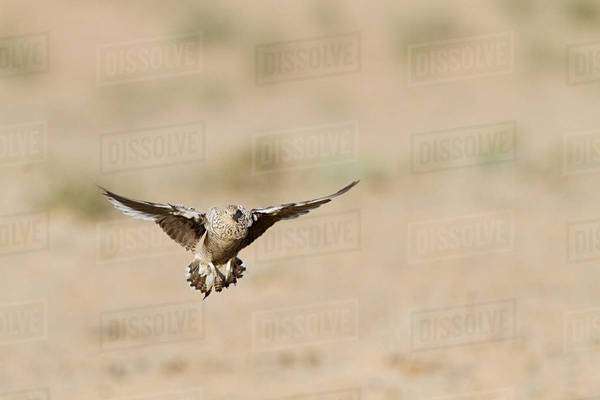 Namaqua Sandgrouse flying - Royalty-free Stock Photo | Dissolve
