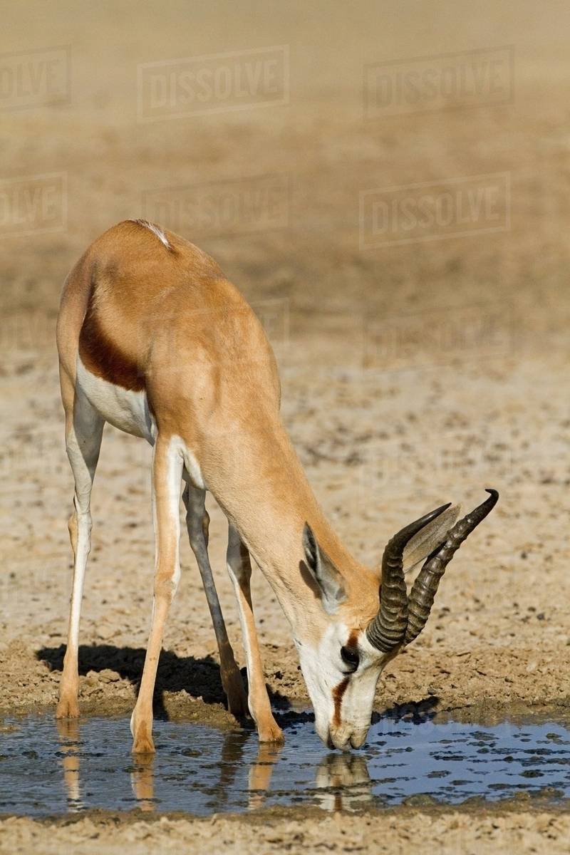 Springbok drinking water - Stock Photo - Dissolve