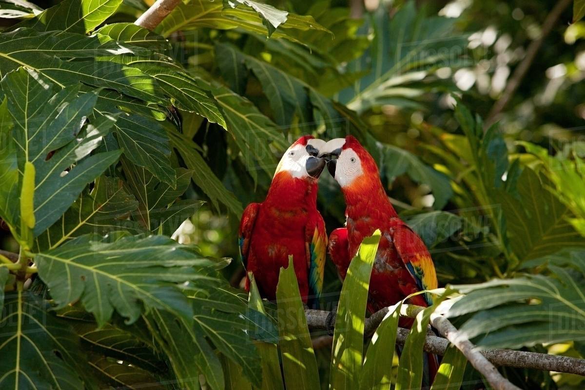 Two scarlet macaws in tree - Royalty-free Stock Photo | Dissolve