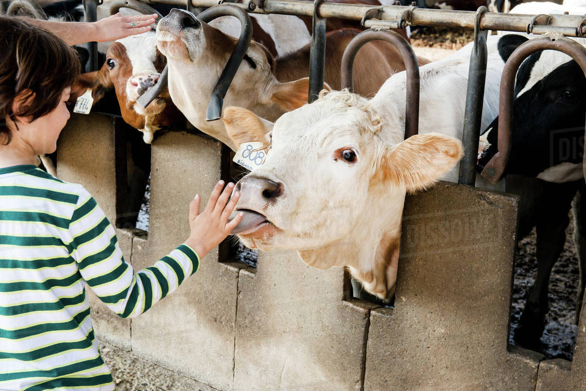 Cow licking boy's hand on organic dairy farm - Royalty-free Stock Photo ...