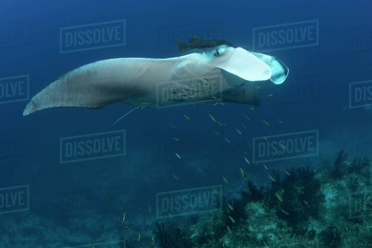 Giant manta being cleaned of parasites by small yellow labrid fish ...