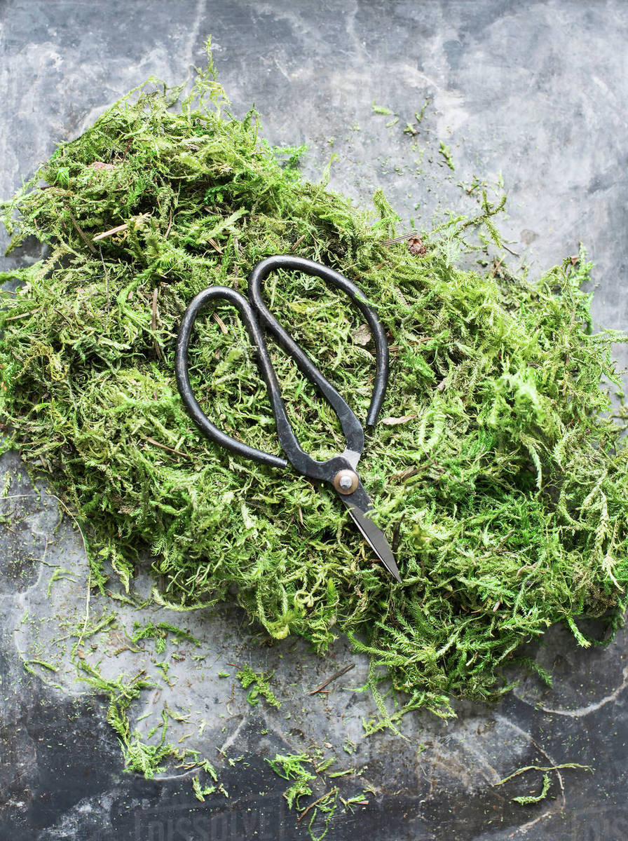 Overhead view of scissors on moss - Royalty-free Stock Photo | Dissolve