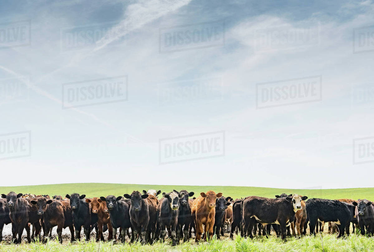 Portrait of a row of cows in field landscape - Royalty-free Stock Photo ...