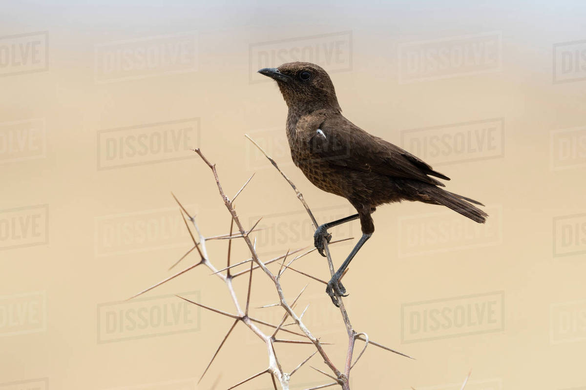 Ant-eating chat (Myrmecocichla formicivora), resting on branch ...