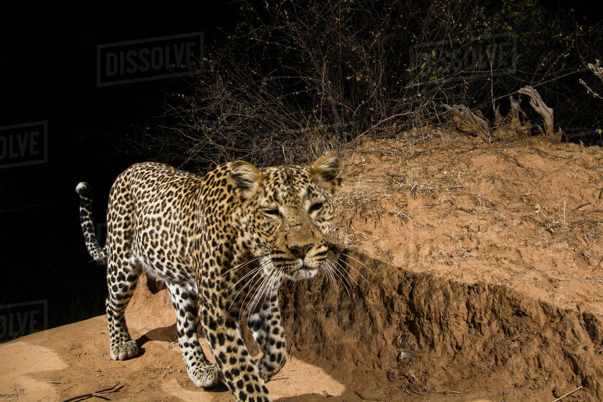 A remote camera trap captures a leopard (Panthera pardus), Kalama ...