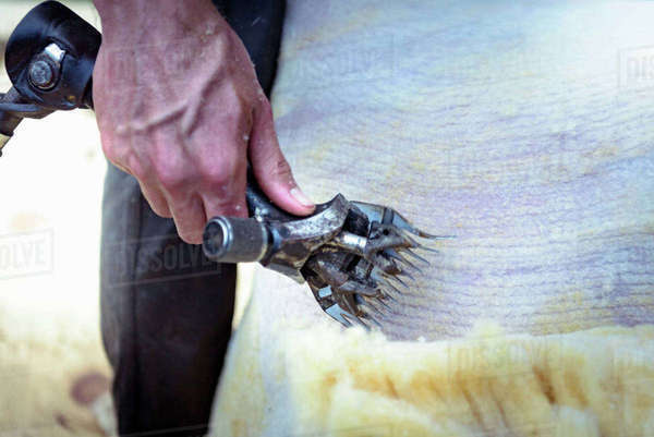 Close up of sheep shearer using electric shears to remove wool from ...