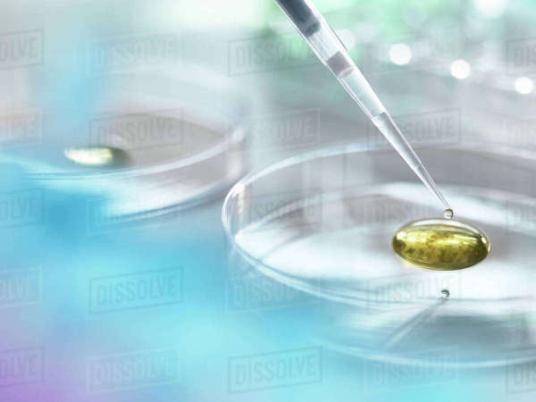 Scientist pipetting a specimen into medium containing bacteria for ...