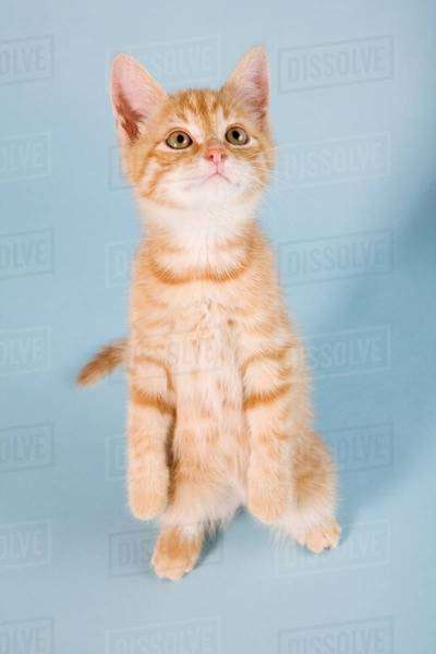Cat standing on back legs - Royalty-free Stock Photo | Dissolve