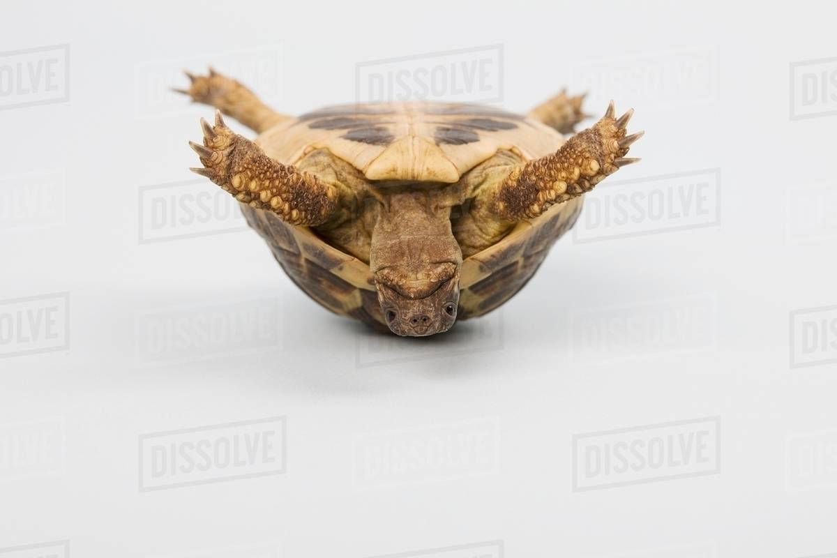 Tortoise upside down, studio shot - Royalty-free Stock Photo | Dissolve