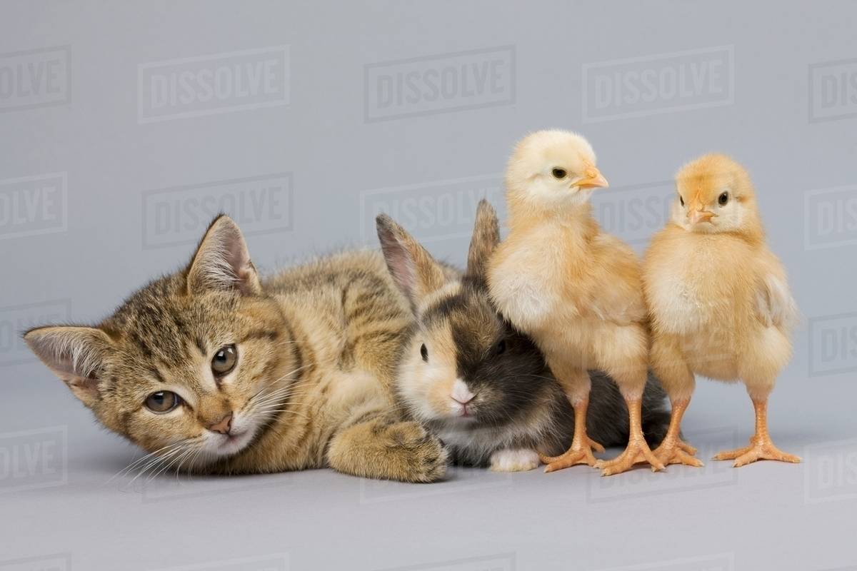 Kitten, rabbit and chicks - Royalty-free Stock Photo | Dissolve