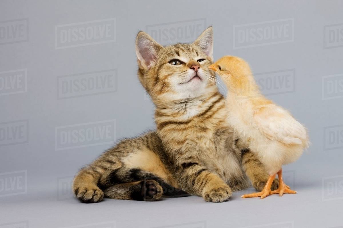 Kitten and chick - Royalty-free Stock Photo | Dissolve